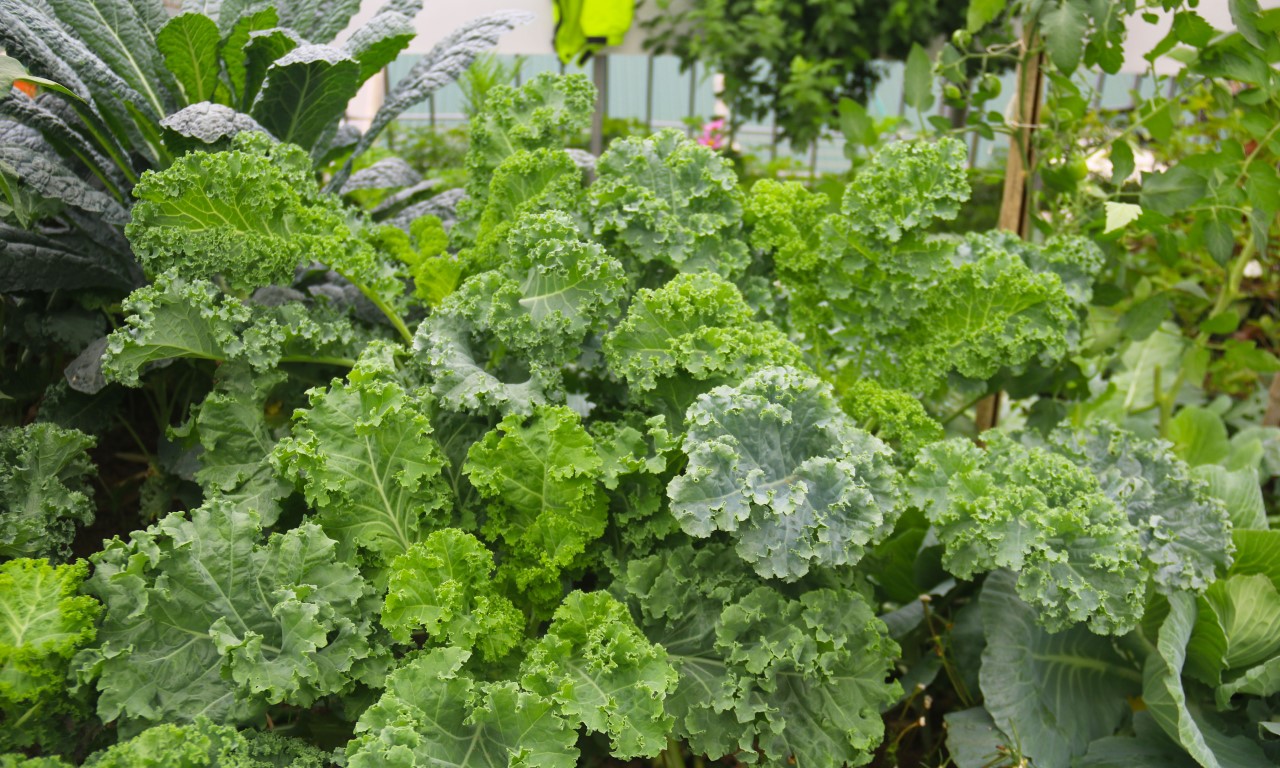 Trồng rau trên sân thượng siêu nhàn bằng phương pháp làm vườn không đào ...