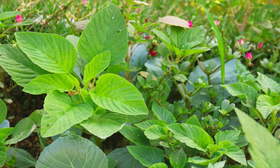 Trồng rau trên sân thượng siêu nhàn bằng phương pháp làm vườn không đào ...